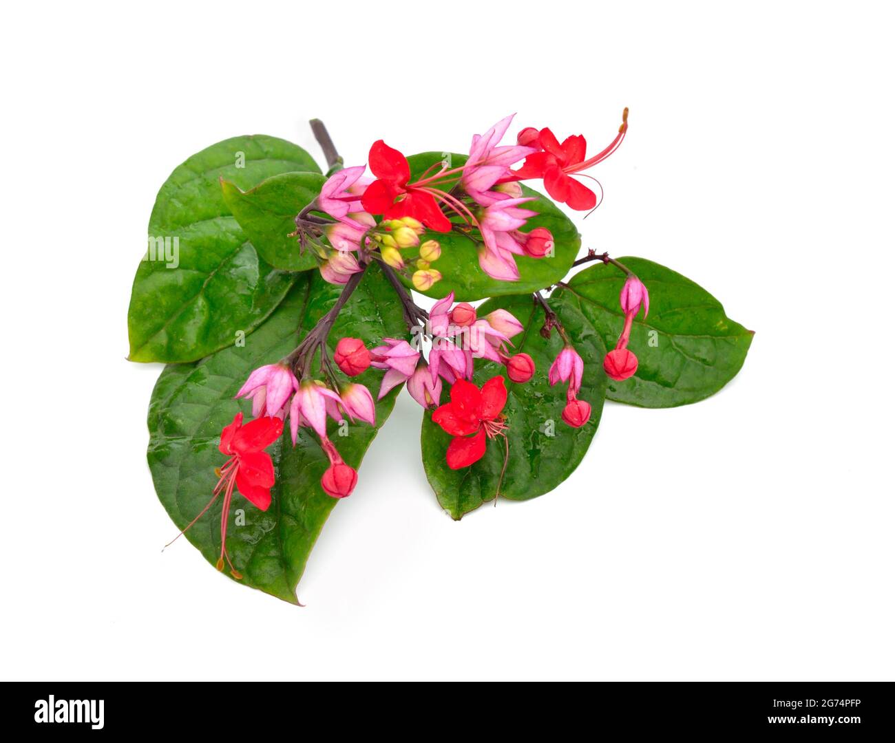 Clerodendrum common names include hi-res stock photography and images ...
