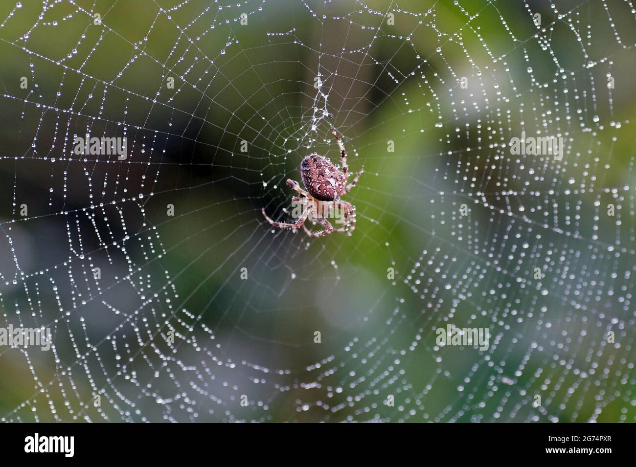 Decoy spider hi-res stock photography and images - Alamy