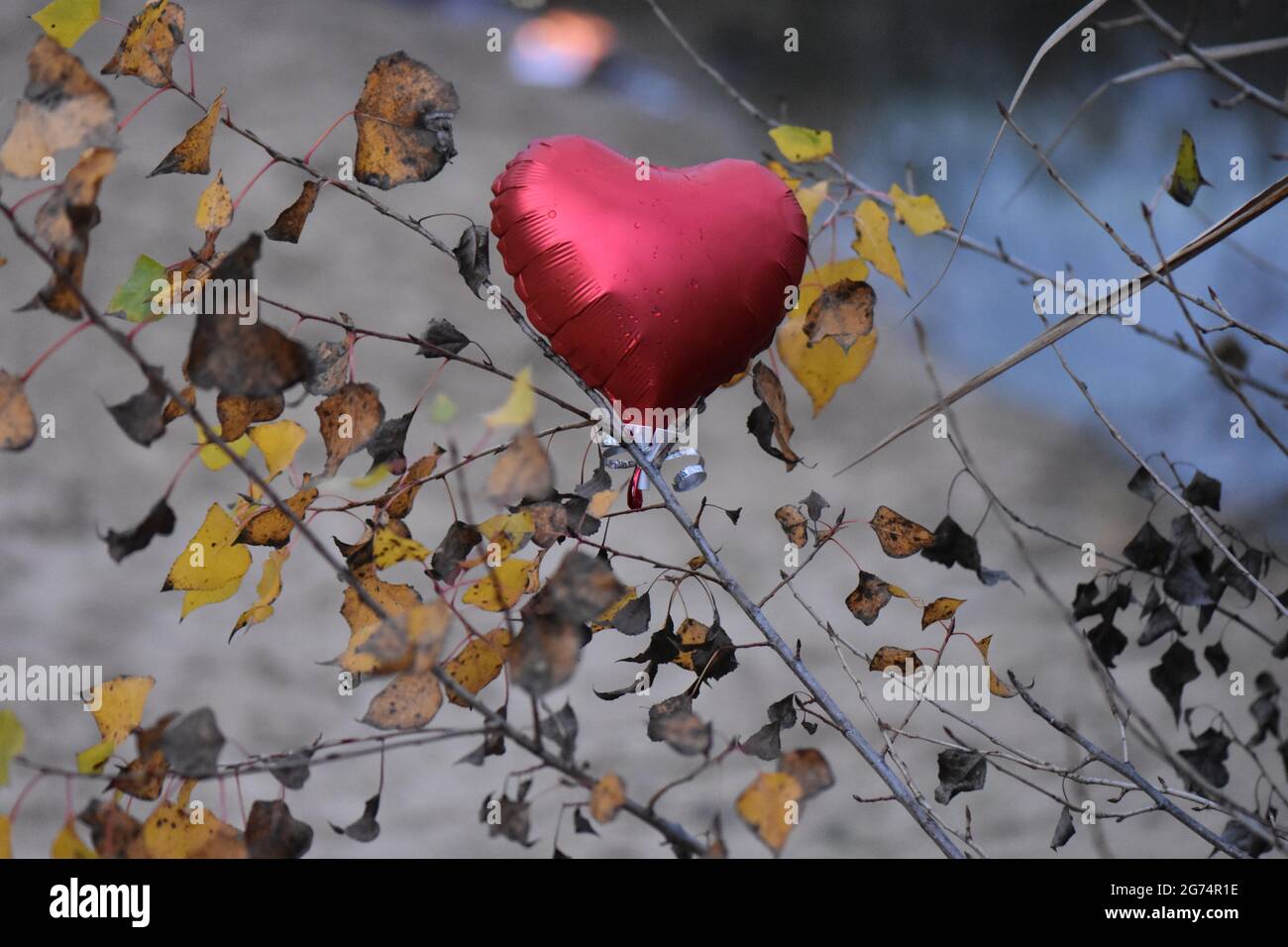 A closeup shot of a red heart shape balloon on a tree branch Stock ...