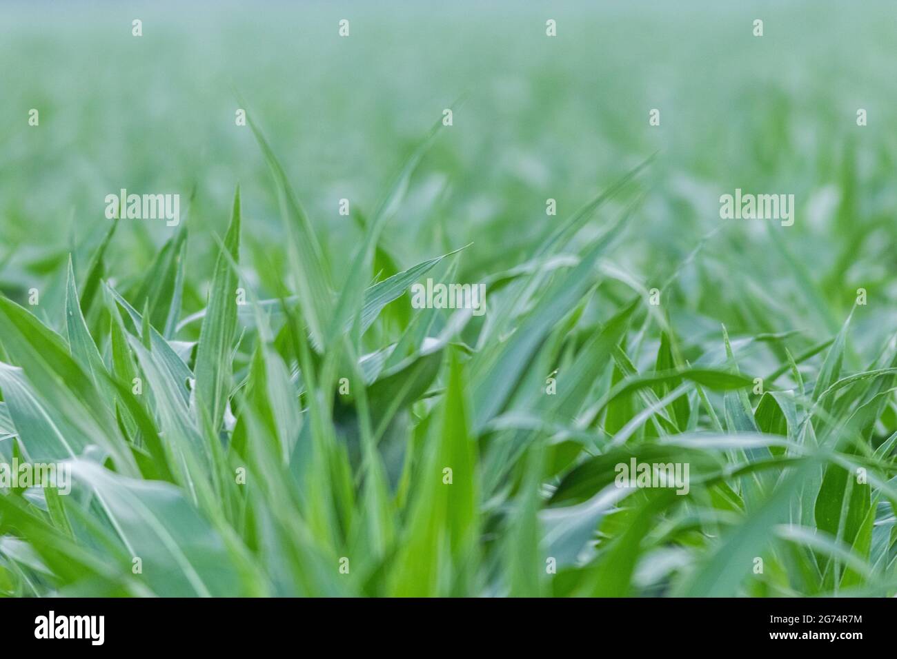 Mown leaves hi-res stock photography and images - Alamy