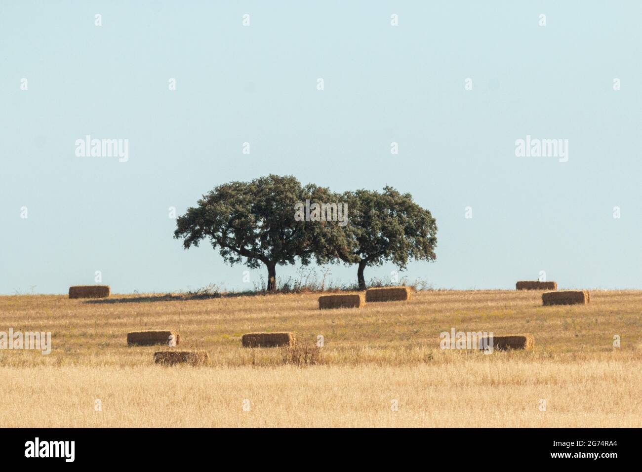 The two big growing trees in a field with haystacks Stock Photo - Alamy