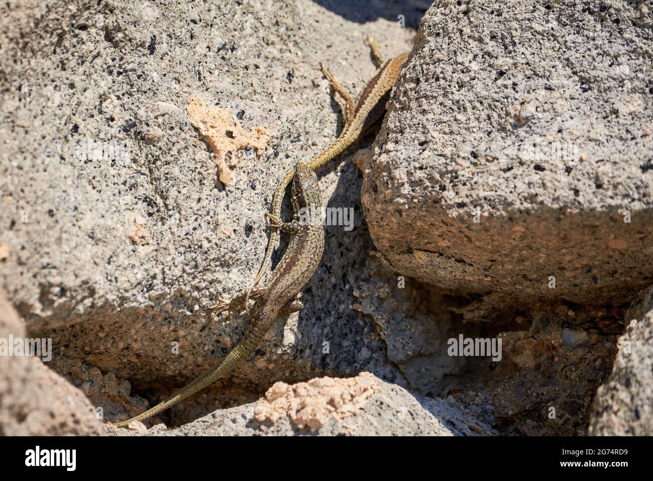 Common wall lizard biting another lizard (Podarcis Muralis Stock Photo ...
