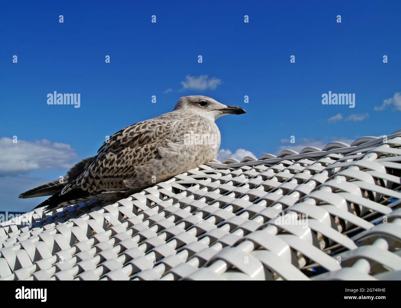a closeup of a gray gull lying on a grid roof surface - sky background ...