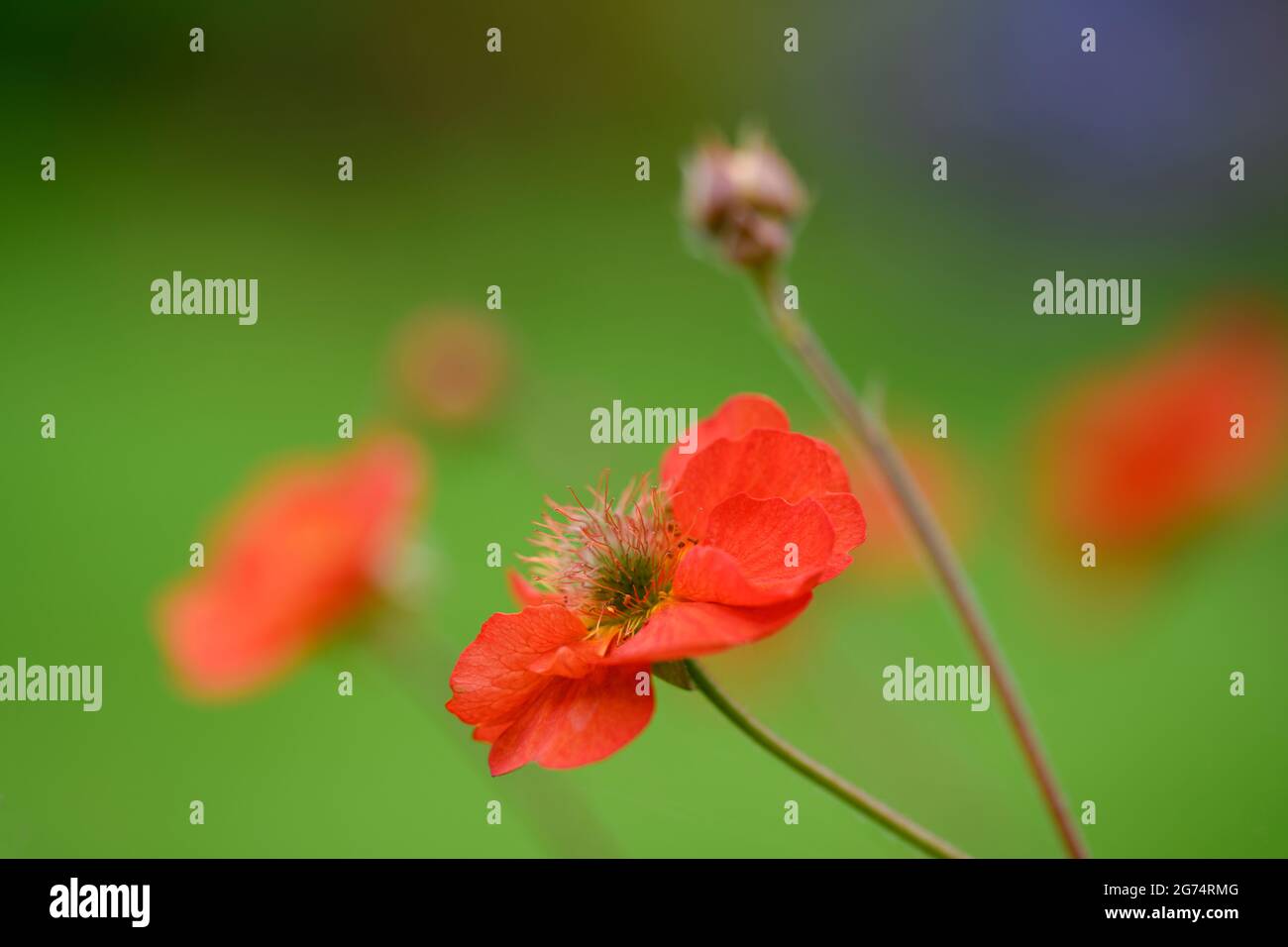 A small clump of red Geum flowers photographed against an out of focus ...