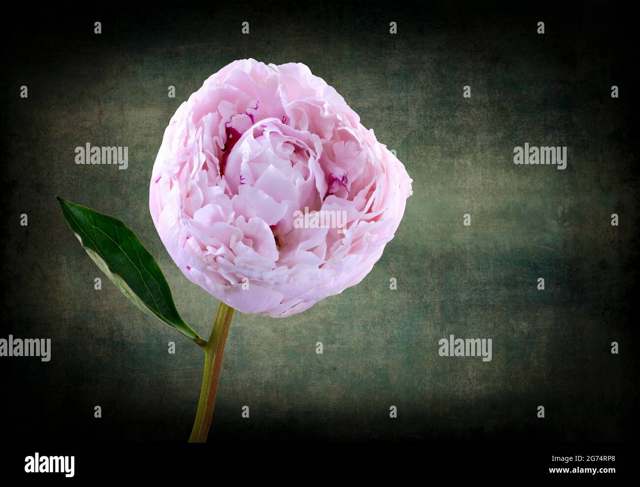 A beautiful solitary pale pink Peony (family Paeoniaceae) photographed ...