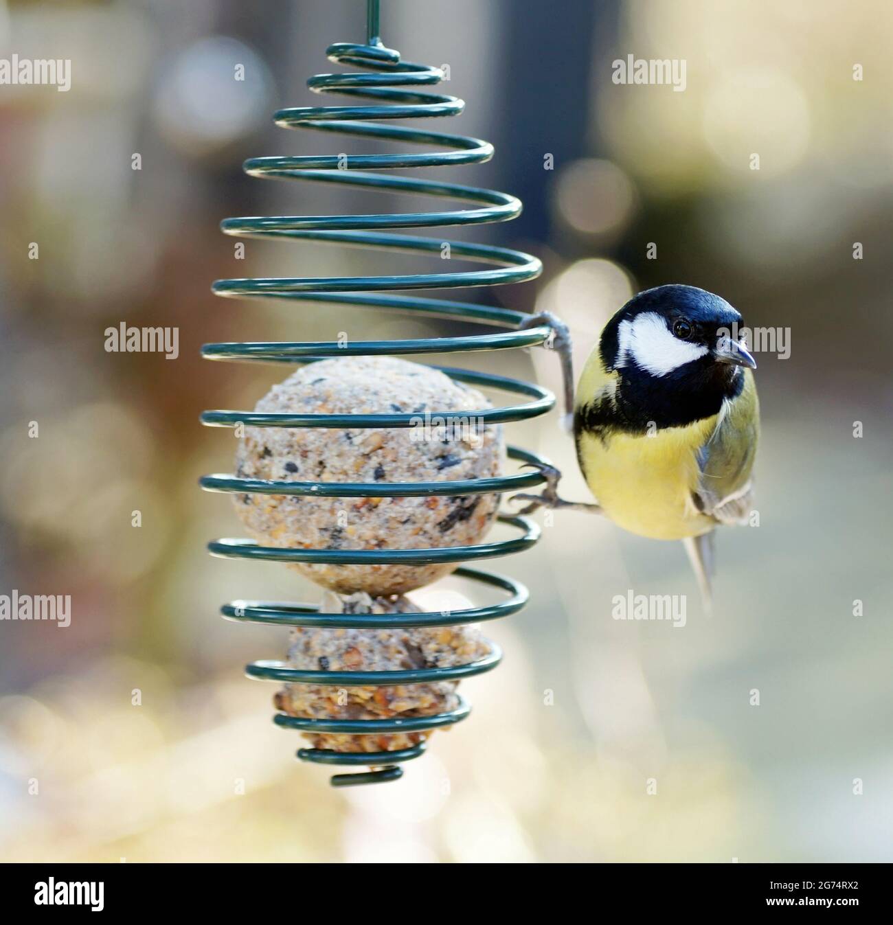 A selective focus shot of an adorable tit bird standing on a spiral ...