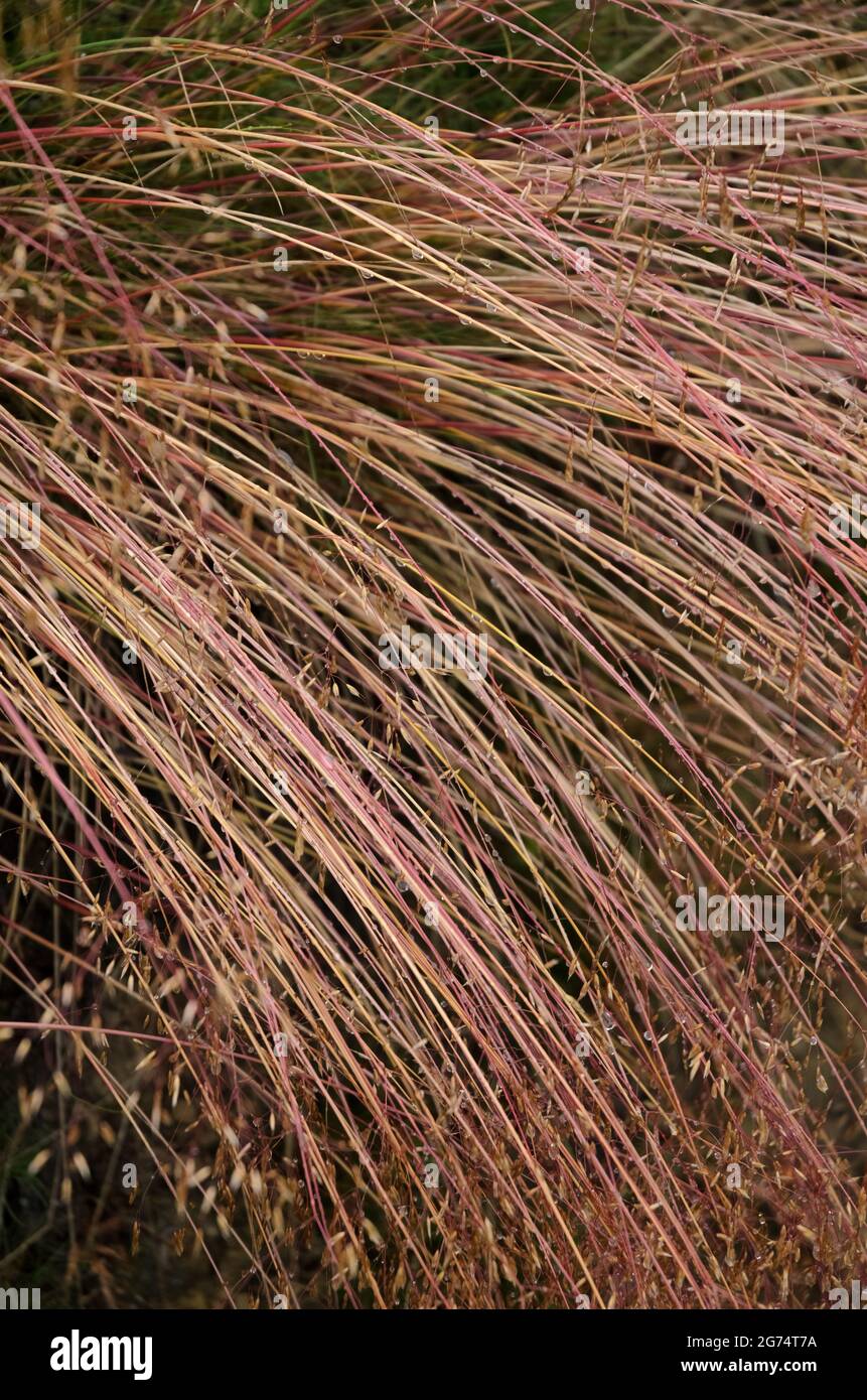 Dry grass patterns hi-res stock photography and images - Alamy