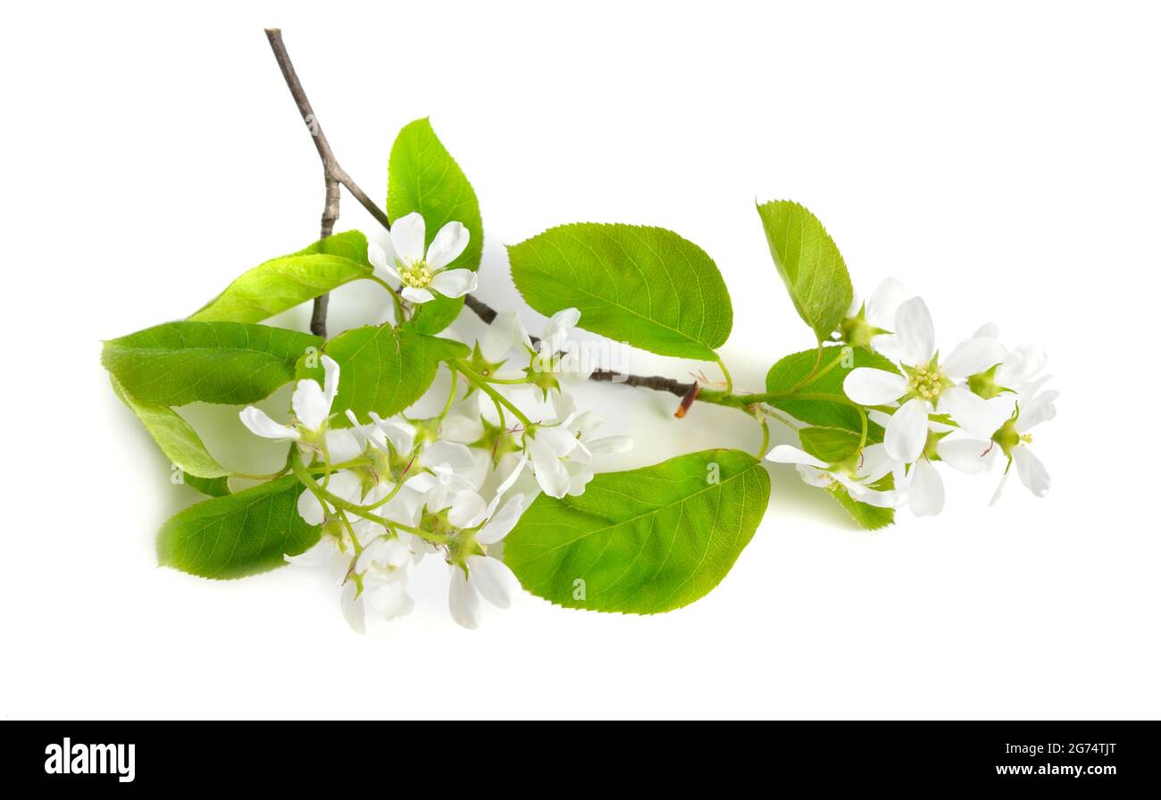 Day of rain forest Cut Out Stock Images & Pictures - Alamy