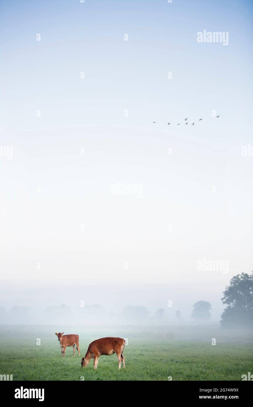 two pretty brown calves in misty morning meadow between utrecht and ...