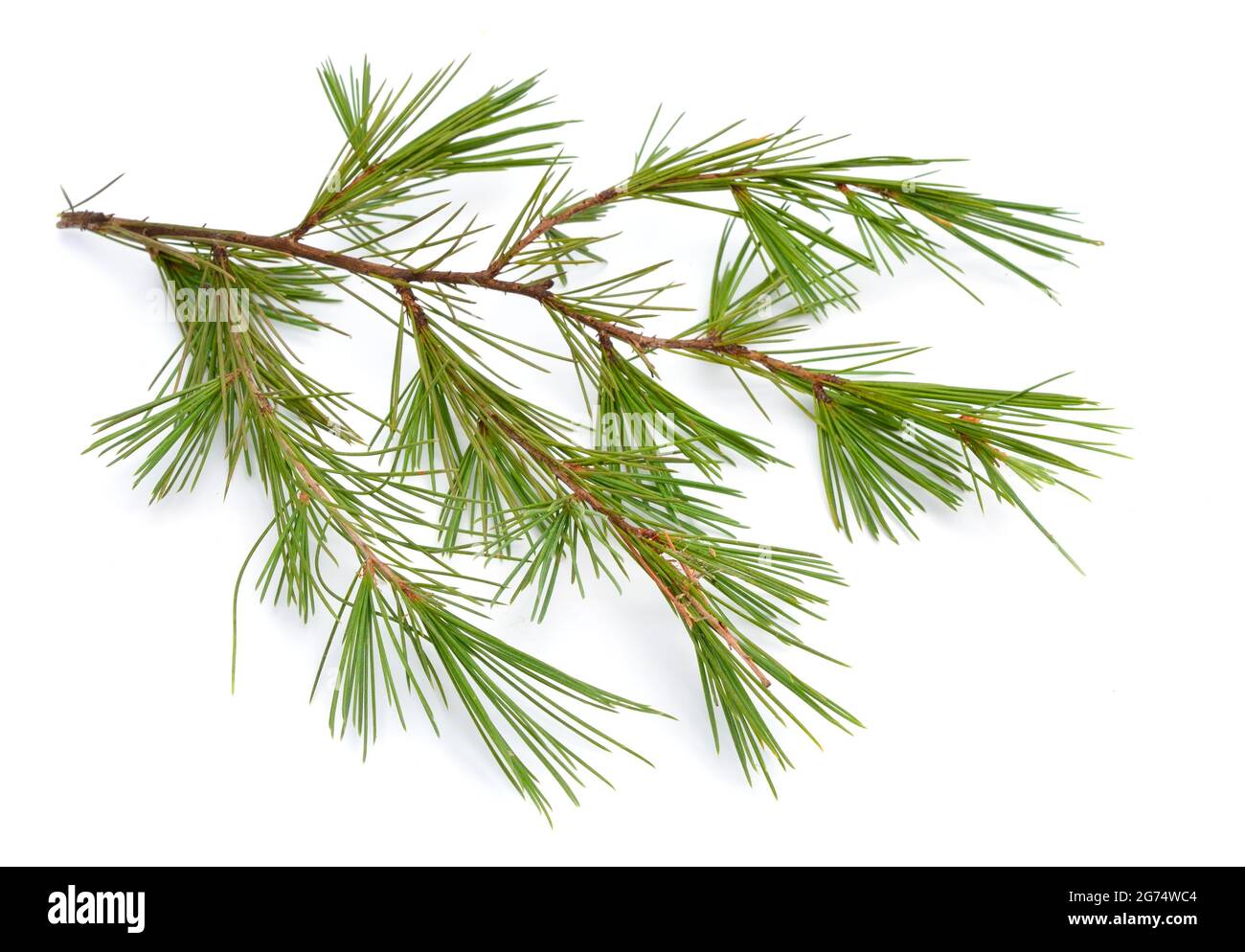 Cedrus or cedar isolated on white background Stock Photo - Alamy