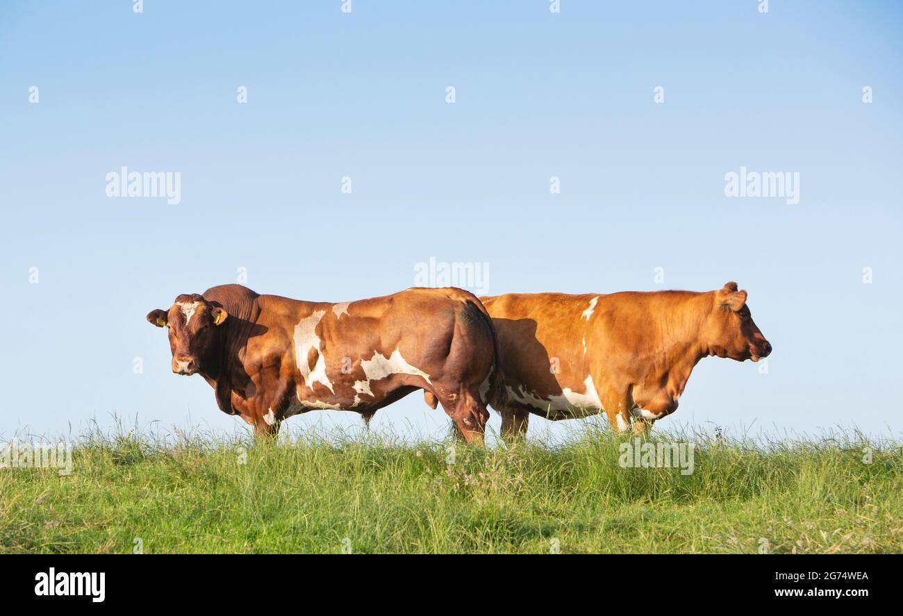 Cow blue sky green grass hi-res stock photography and images - Alamy
