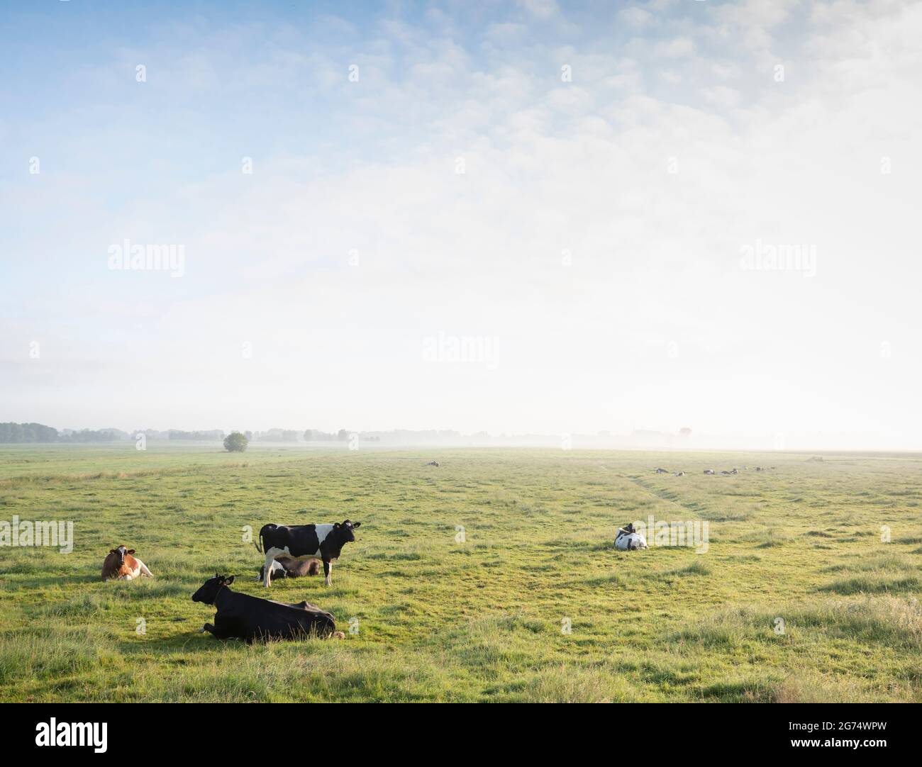spotted cows in green grassy misty morning meadow between amsterdam and ...
