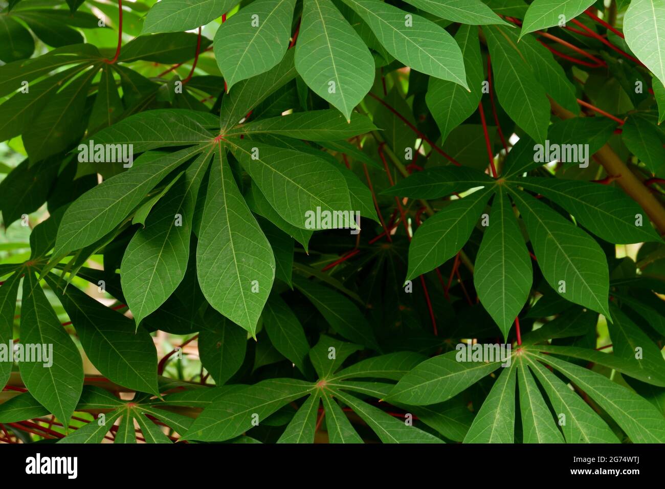 A closeup view of a group of leaves on the branches of a tree in the ...