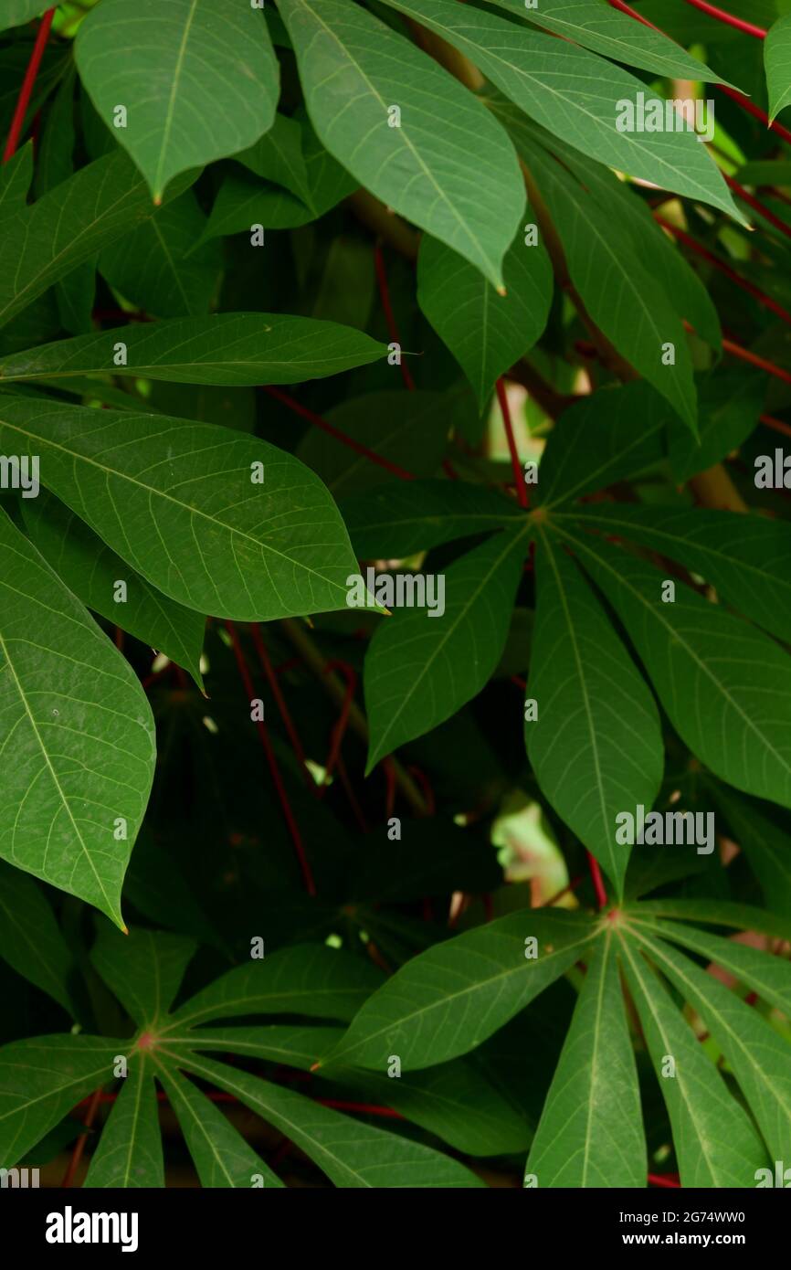 A closeup view of a group of leaves on the branches of a tree in the ...