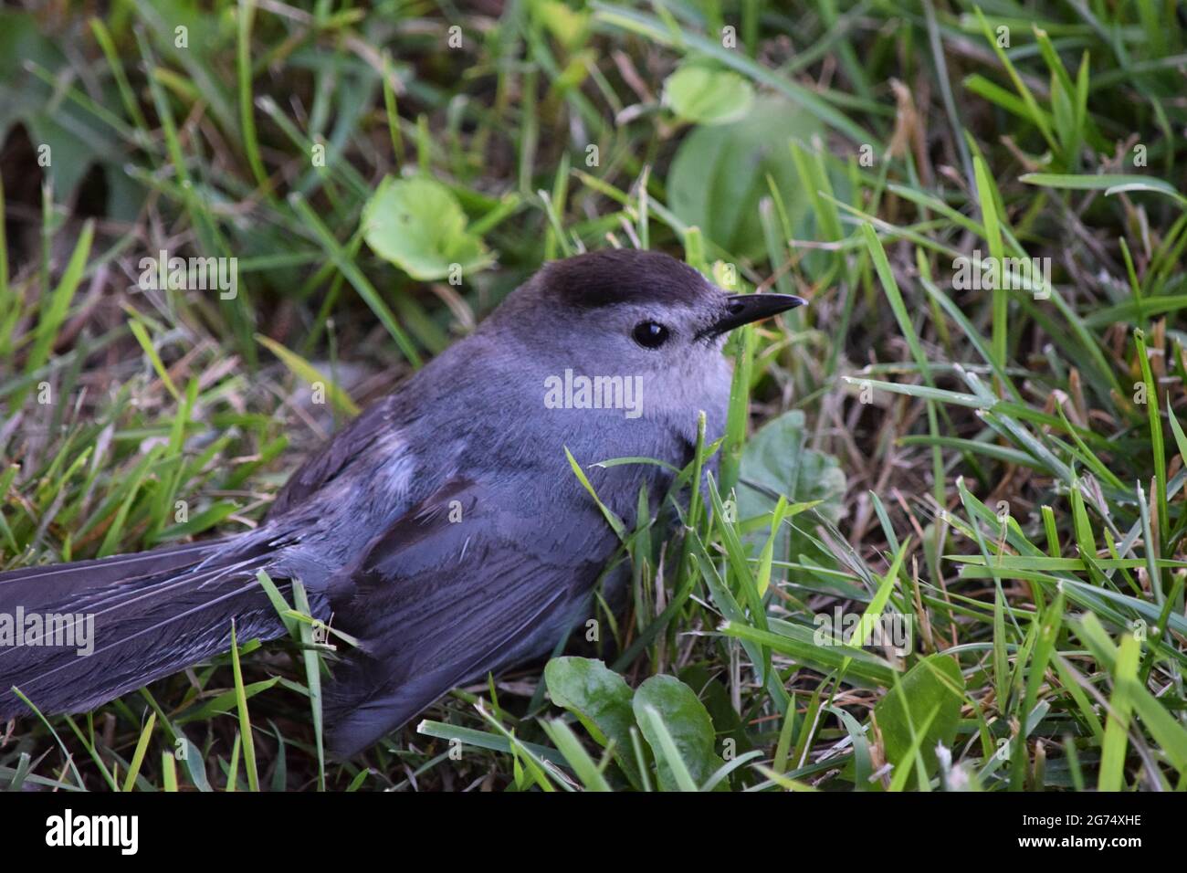Black catbird hi-res stock photography and images - Alamy