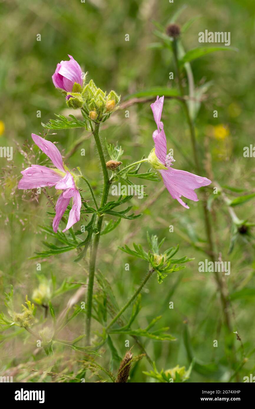 Deeply devided stem leaves hi-res stock photography and images - Alamy