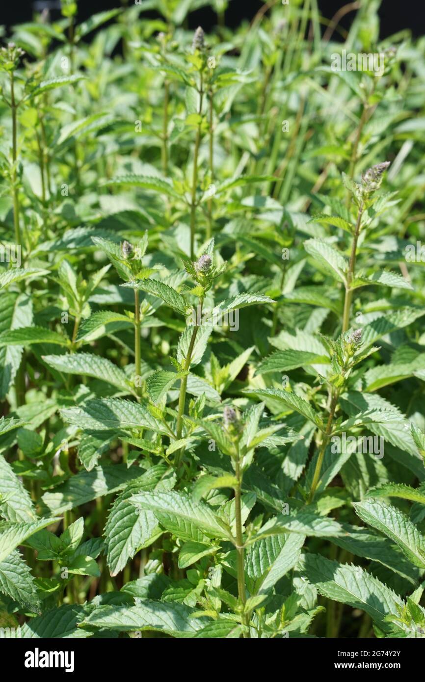 Peppermint, Mentha × piperita, also known as Mentha balsamea Wild is a ...