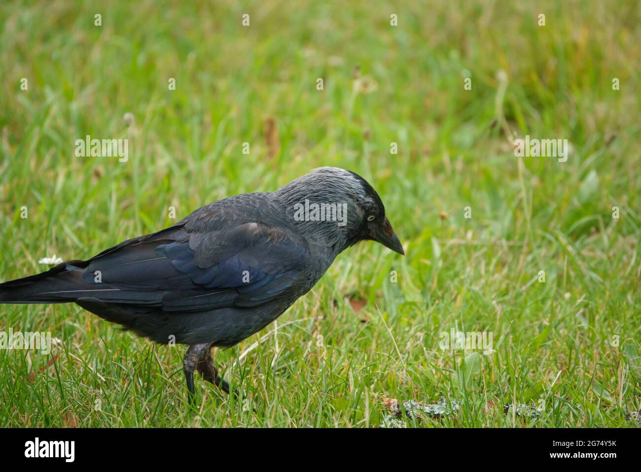 Closeup of rook hi-res stock photography and images - Alamy