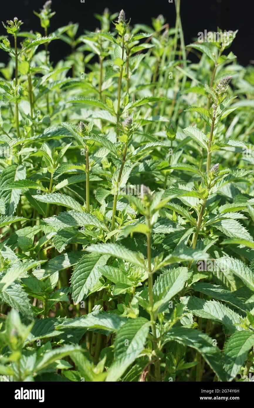 Peppermint, Mentha × piperita, also known as Mentha balsamea Wild is a ...