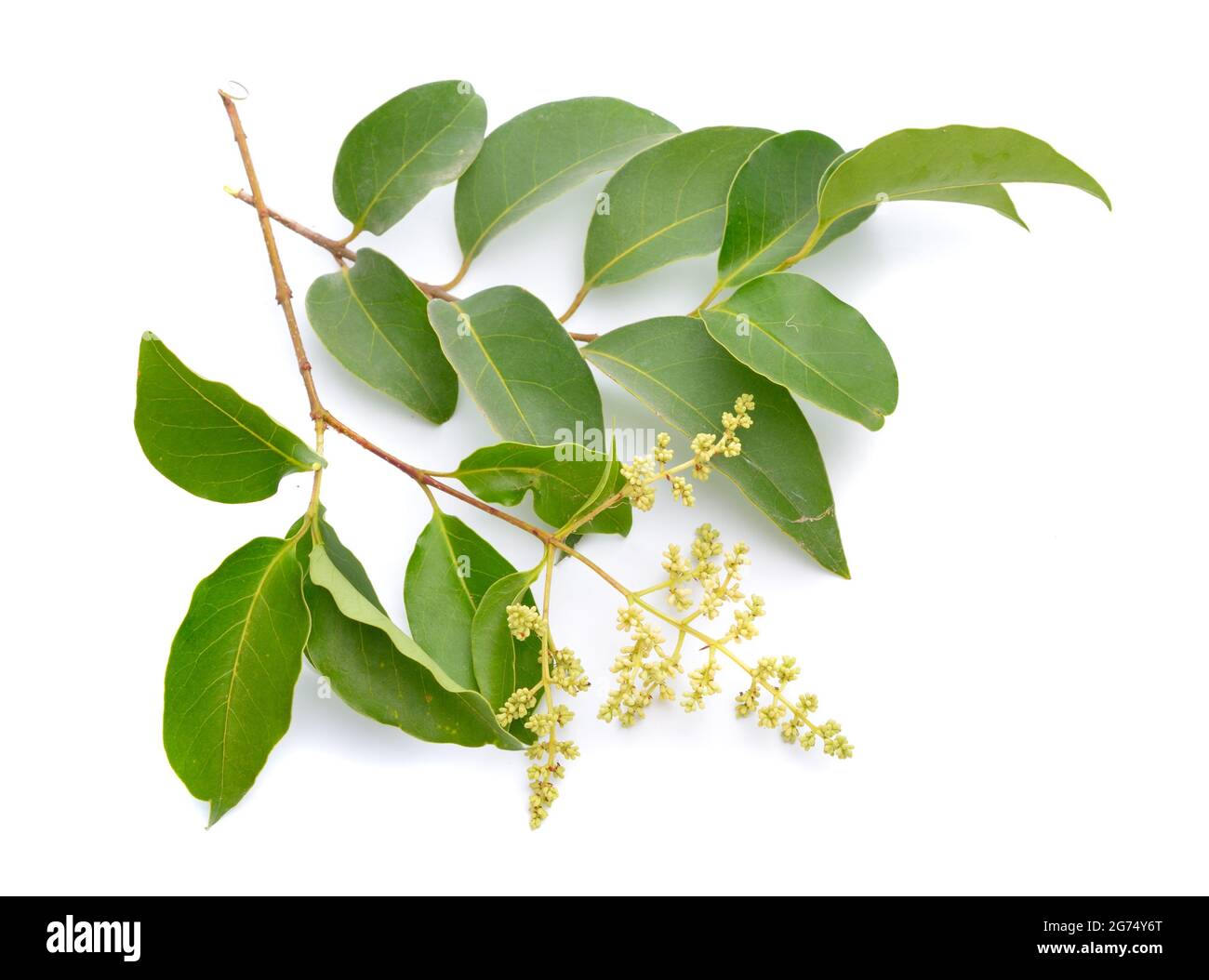 Evergreen privet plant hi-res stock photography and images - Alamy
