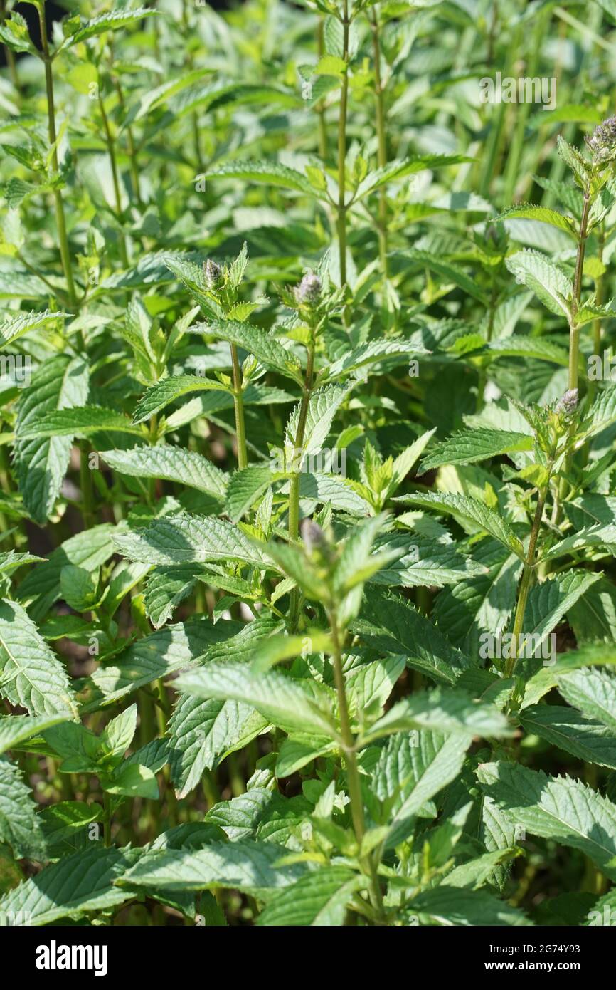 Peppermint, Mentha × piperita, also known as Mentha balsamea Wild is a ...