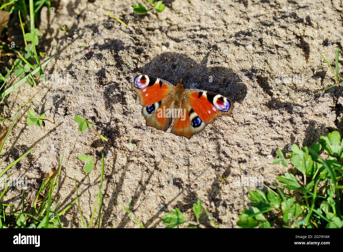 Butterfly and soil hi-res stock photography and images - Alamy