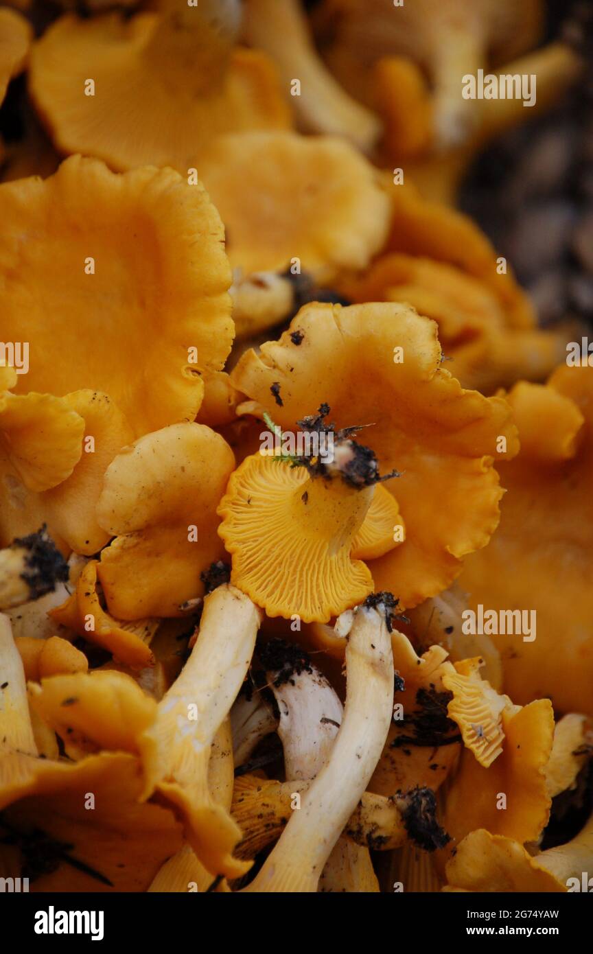 Pfifferlinge High Resolution Stock Photography and Images - Alamy