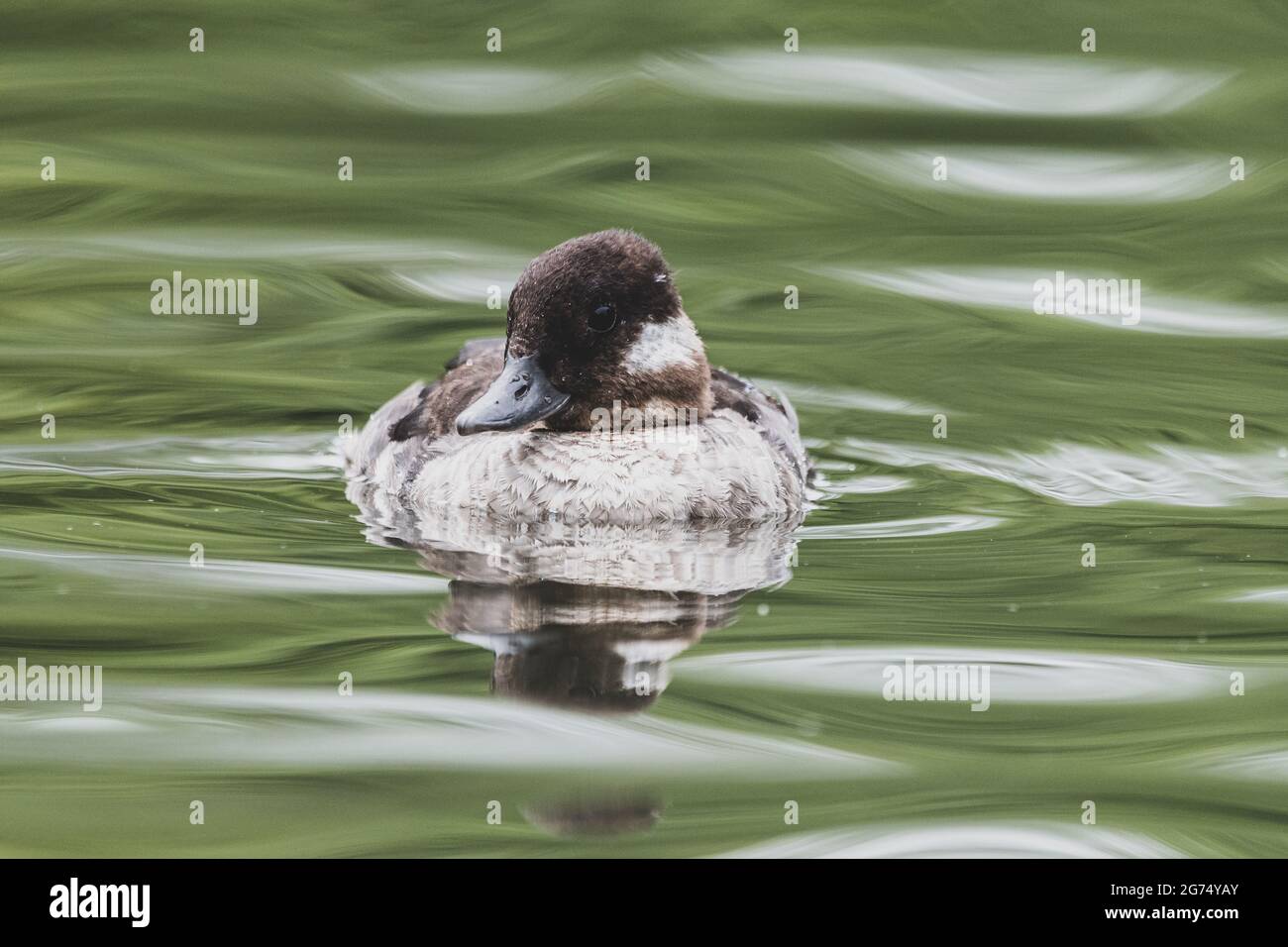 Bufflehead ducks hi-res stock photography and images - Alamy
