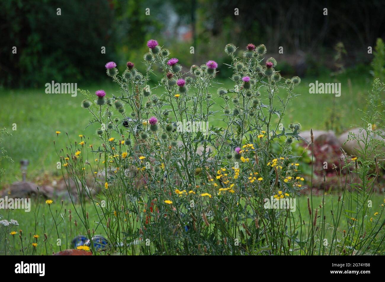 Gewohnliche eselsdistel hi-res stock photography and images - Alamy
