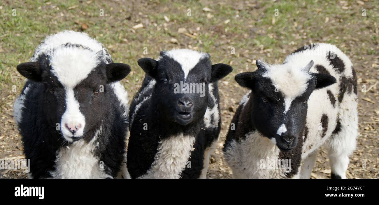 Black and white goats hi-res stock photography and images - Alamy