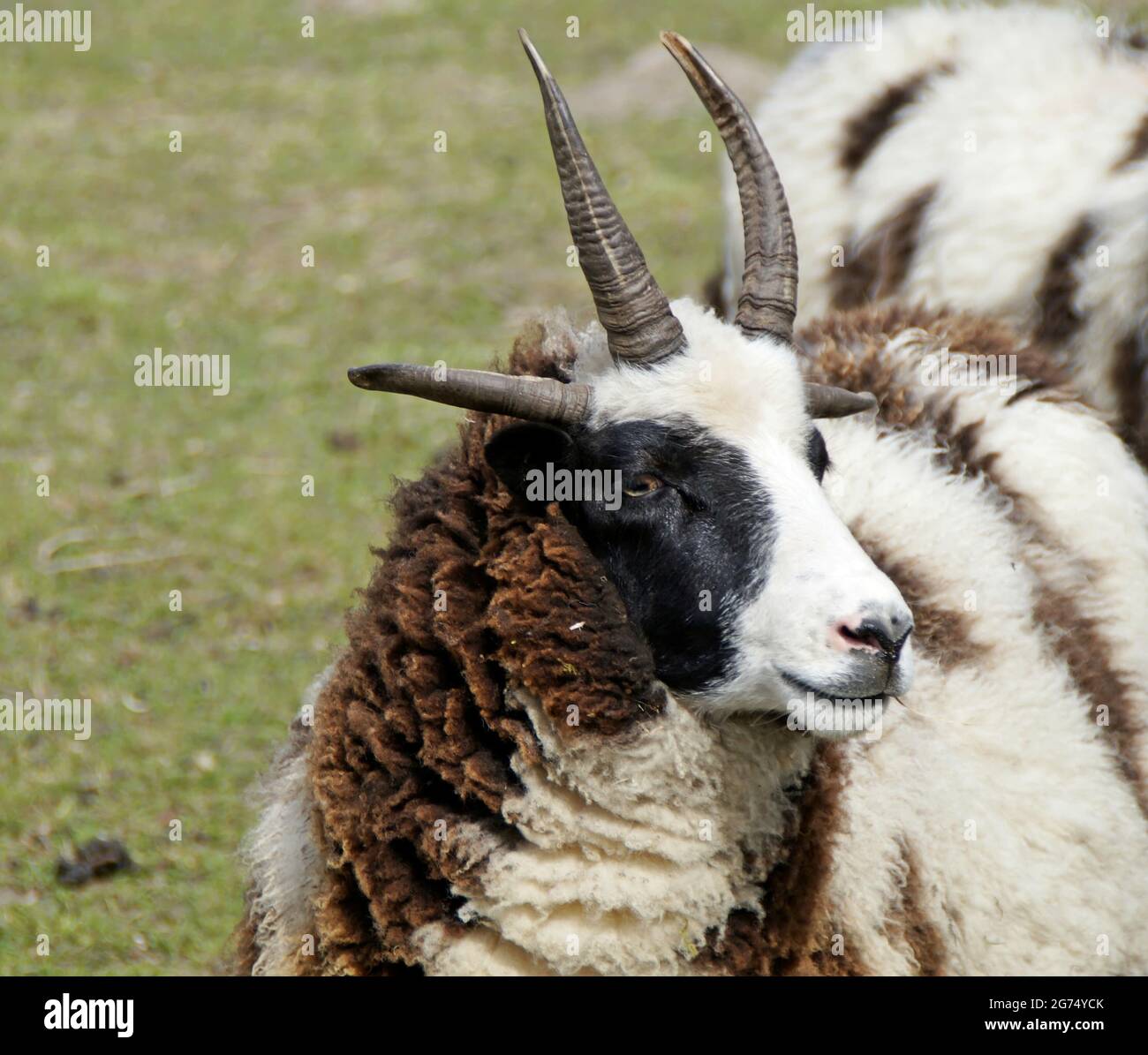 a horned wooly goat in a field Stock Photo - Alamy