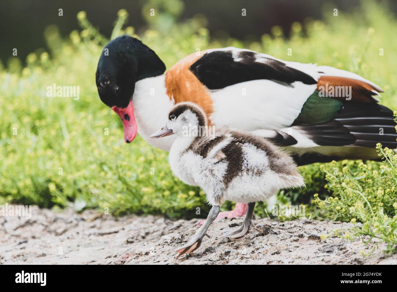 Chicks of shelduck hi-res stock photography and images - Alamy