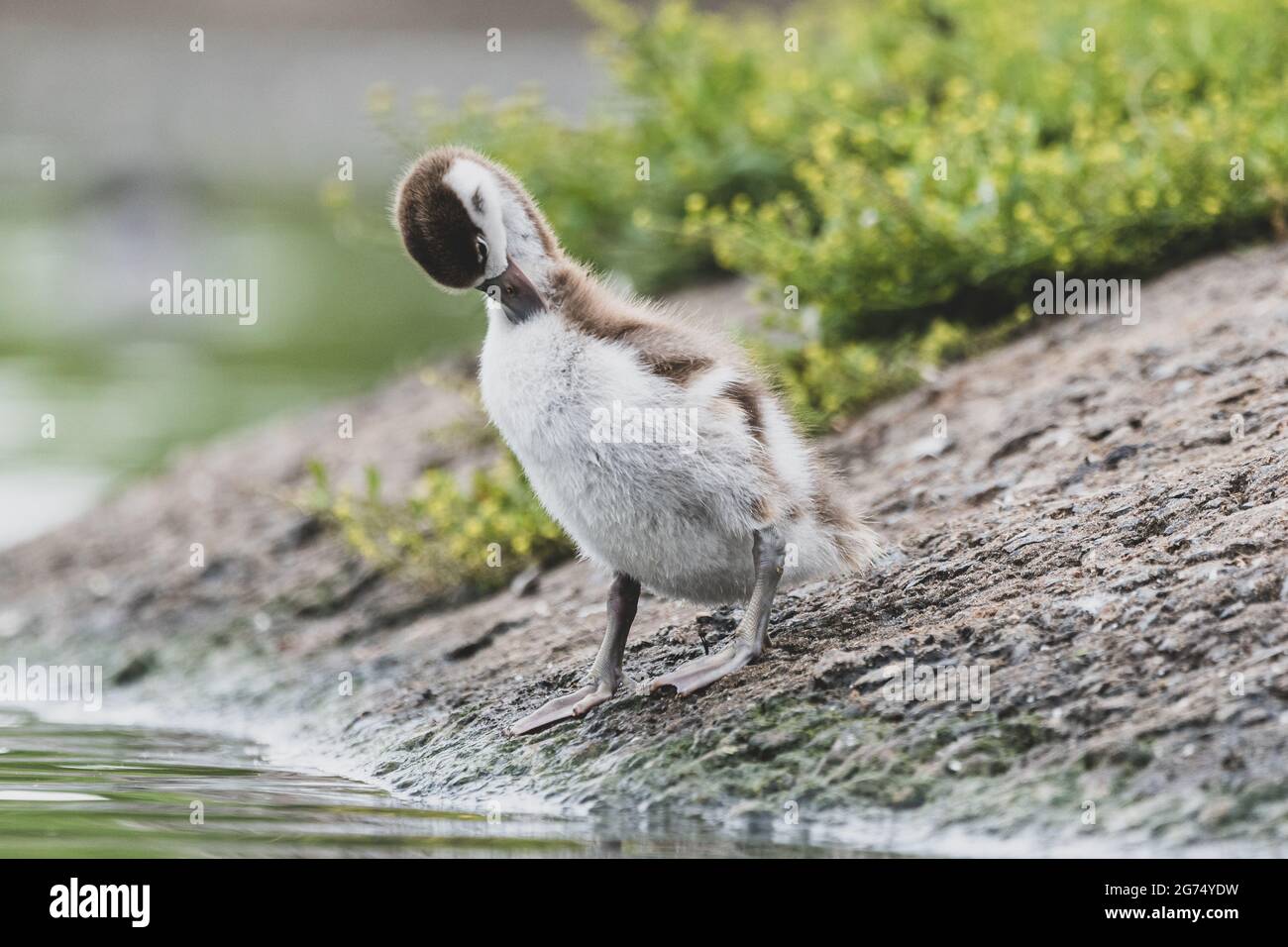 Shelduck with chicks hi-res stock photography and images - Alamy