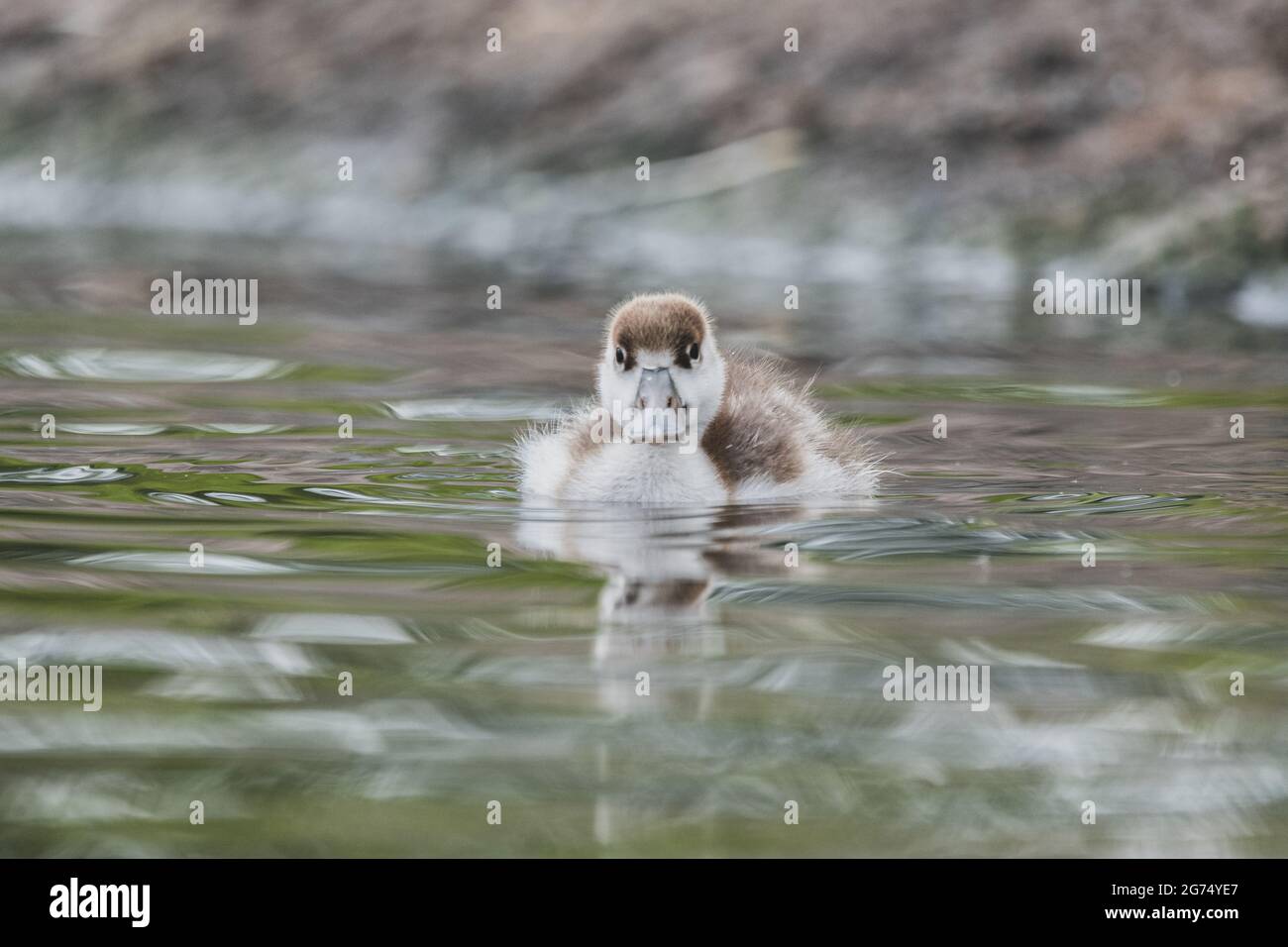 Chicks of shelduck hi-res stock photography and images - Alamy