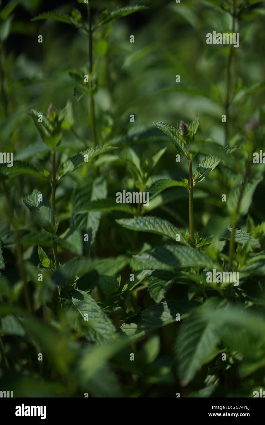 Peppermint, Mentha × piperita, also known as Mentha balsamea Wild is a ...