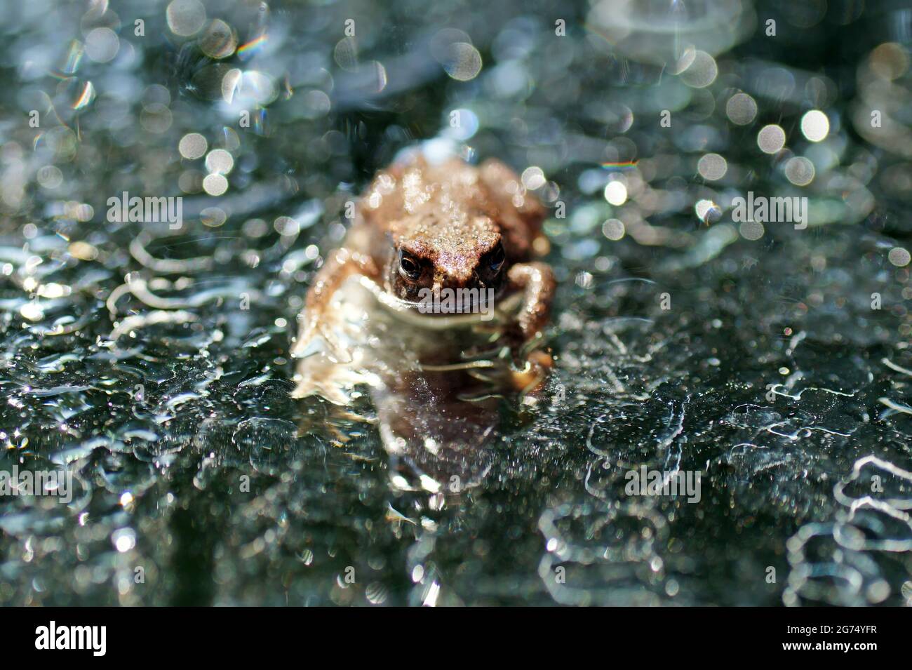 Wood frog frozen hi-res stock photography and images - Alamy