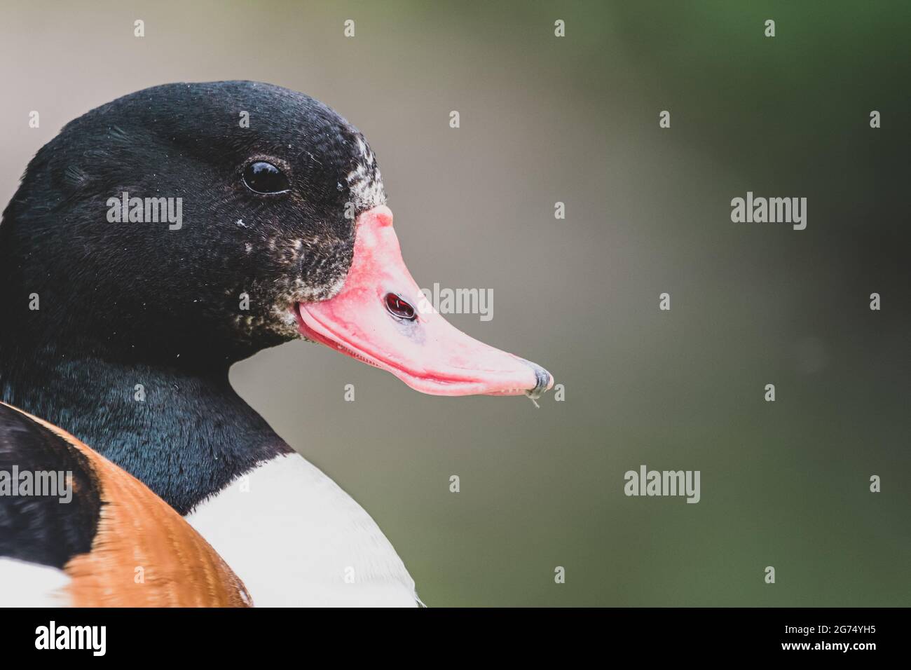 Shelduck with chicks hi-res stock photography and images - Alamy