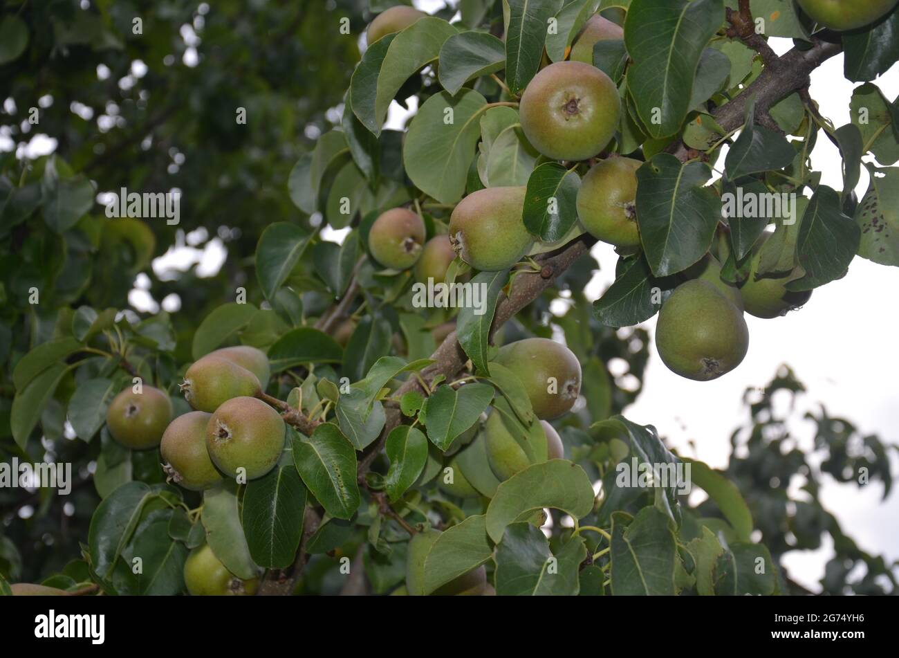 Birnbaum village hi-res stock photography and images - Alamy