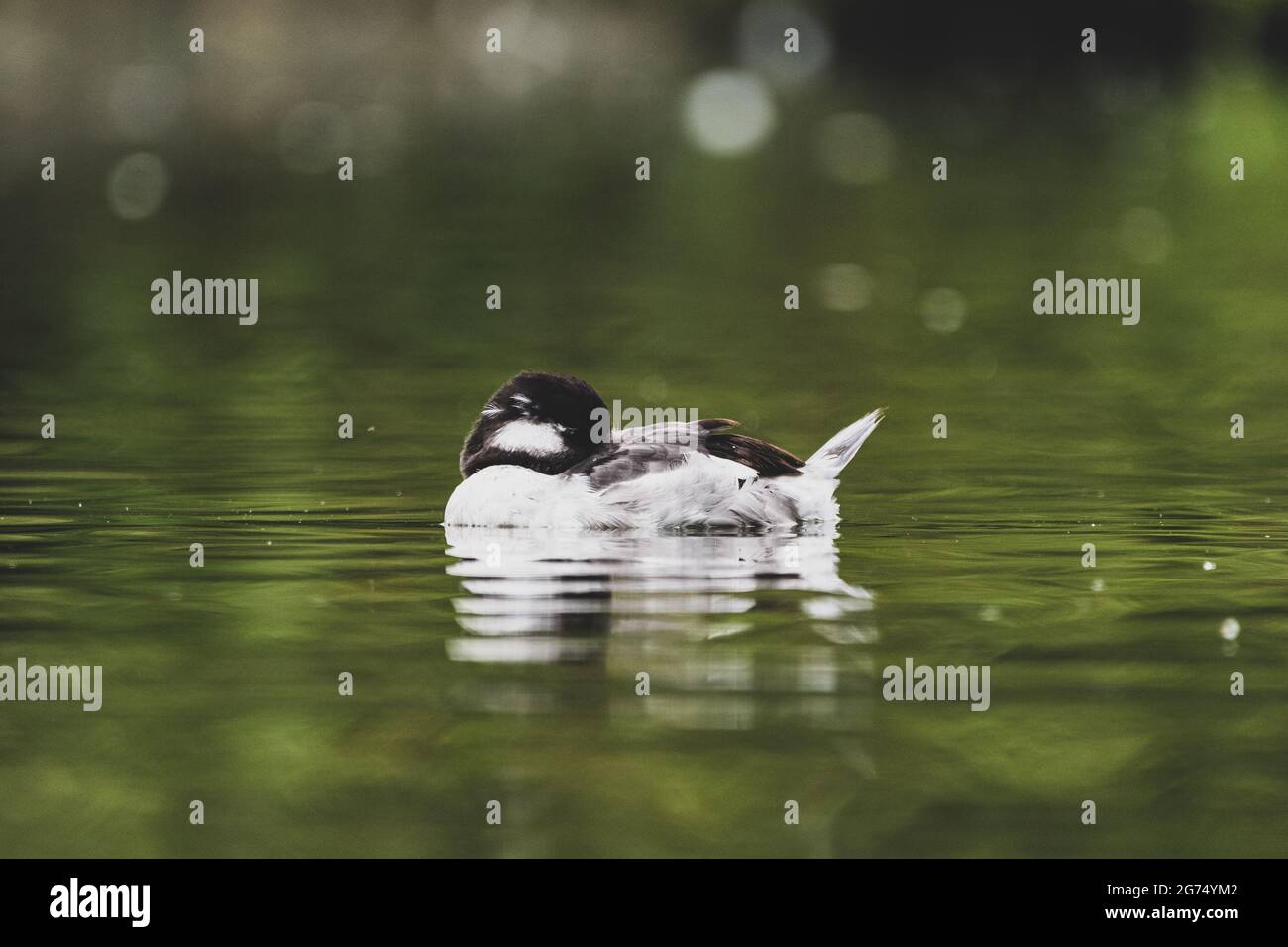 Bufflehead ducks hi-res stock photography and images - Alamy
