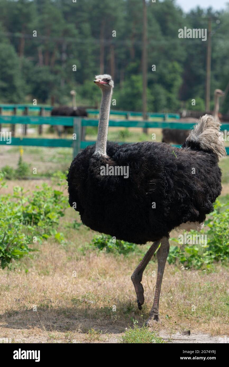 African ostrich behind fence on hi-res stock photography and images - Alamy