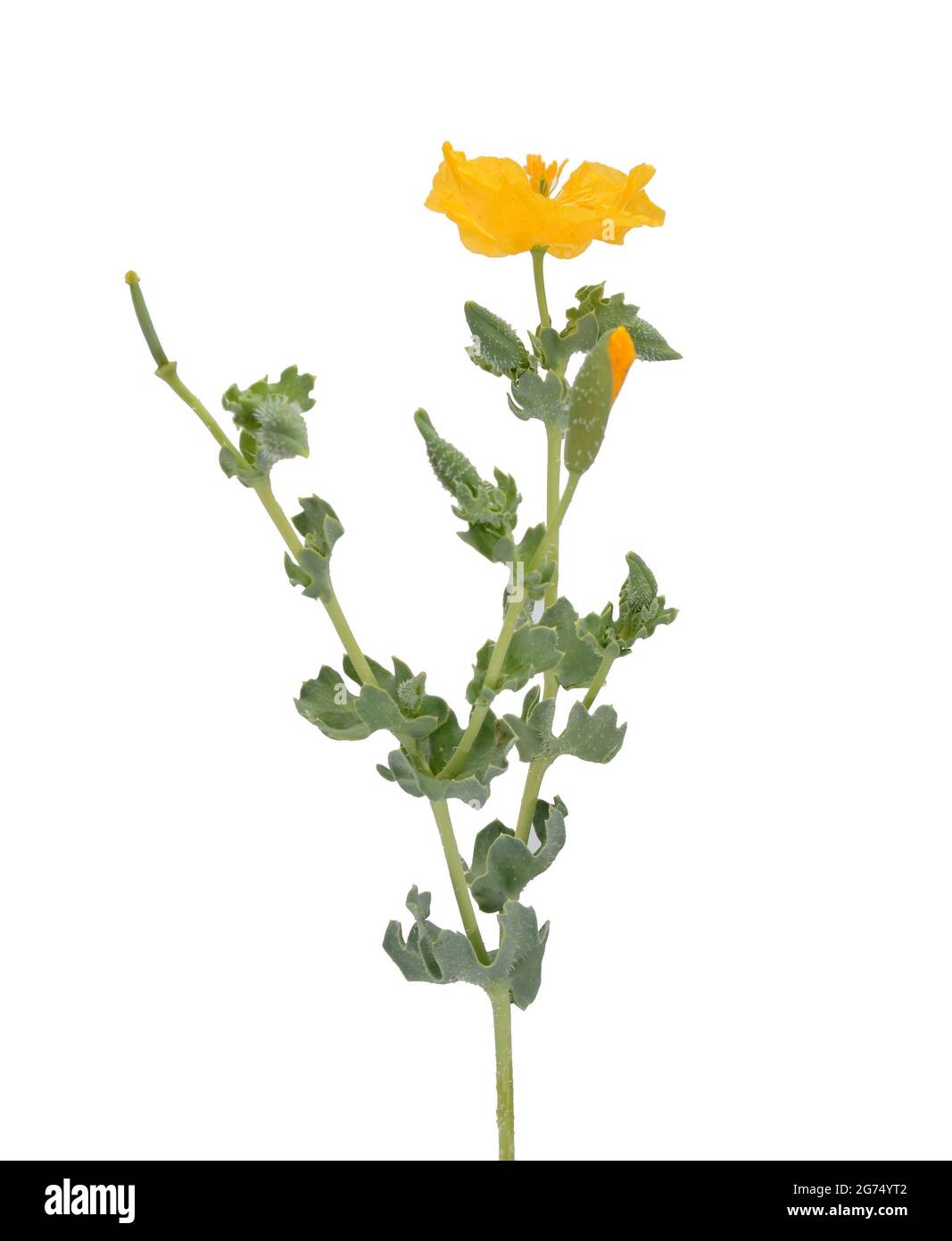 Glaucium flavum, the yellow horned poppy, yellow hornpoppy or sea poppy ...