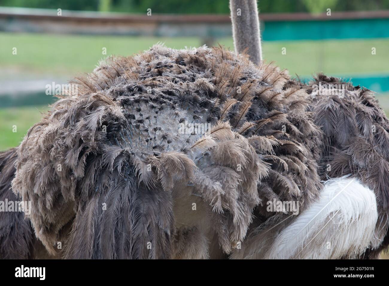 Back view of african ostrich hi-res stock photography and images - Alamy