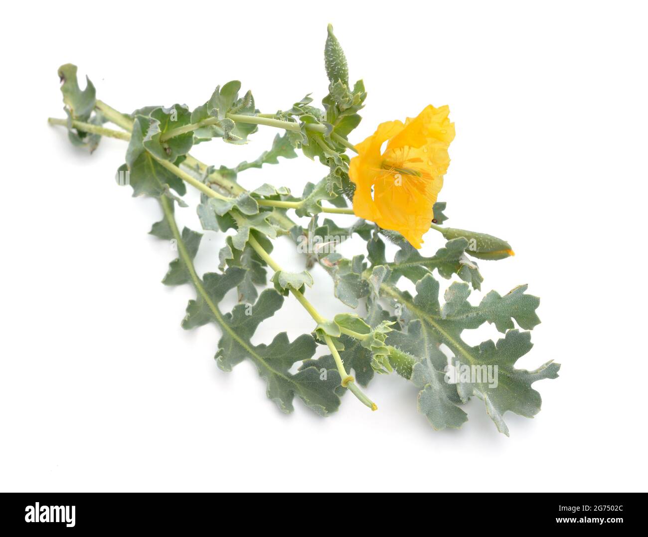 Glaucium flavum, the yellow horned poppy, yellow hornpoppy or sea poppy ...