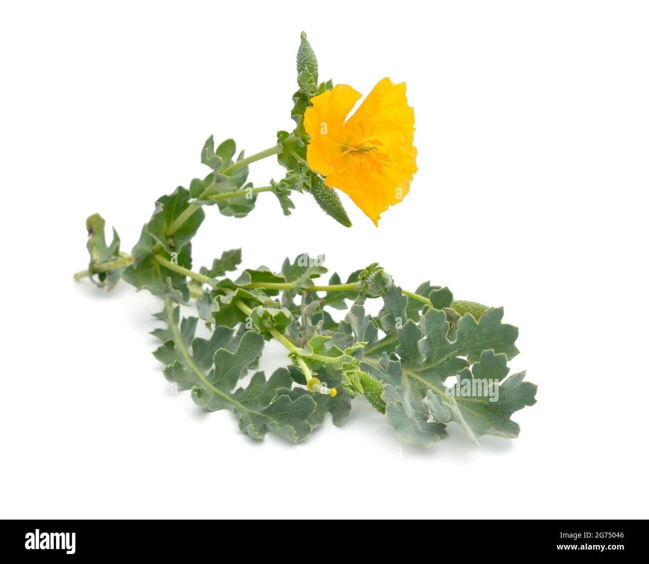 Glaucium flavum, the yellow horned poppy, yellow hornpoppy or sea poppy ...