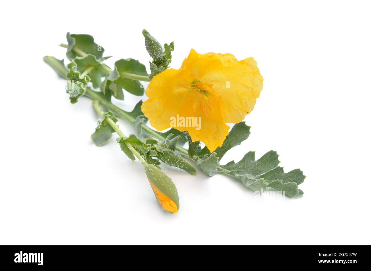Glaucium flavum, the yellow horned poppy, yellow hornpoppy or sea poppy ...