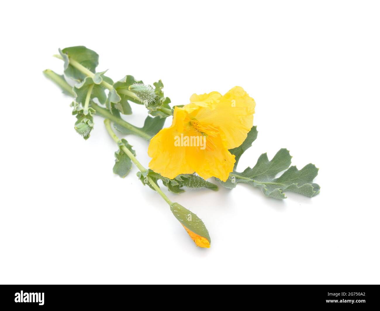 Glaucium flavum, the yellow horned poppy, yellow hornpoppy or sea poppy ...
