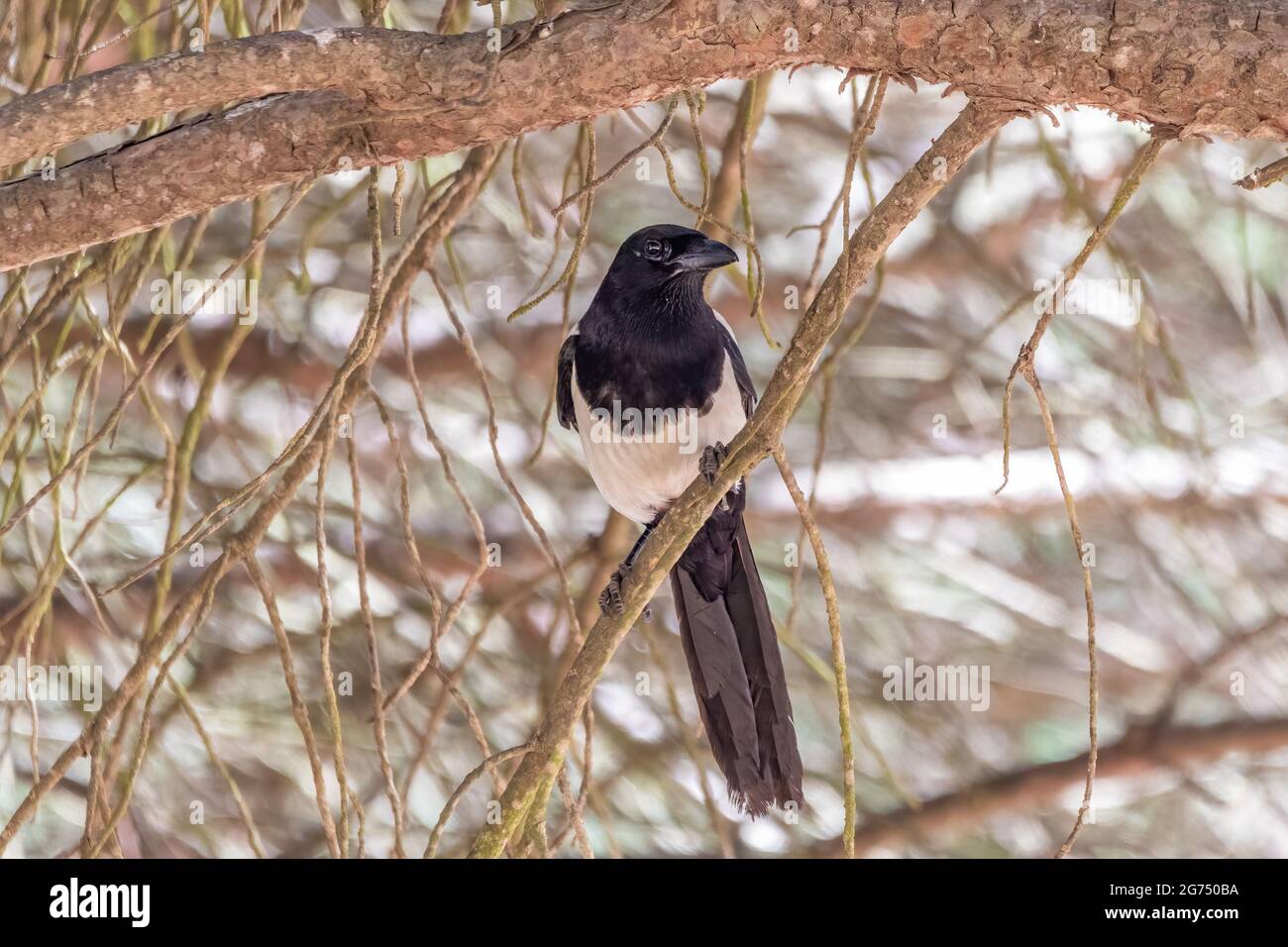 Pica pica in a tree hi-res stock photography and images - Alamy
