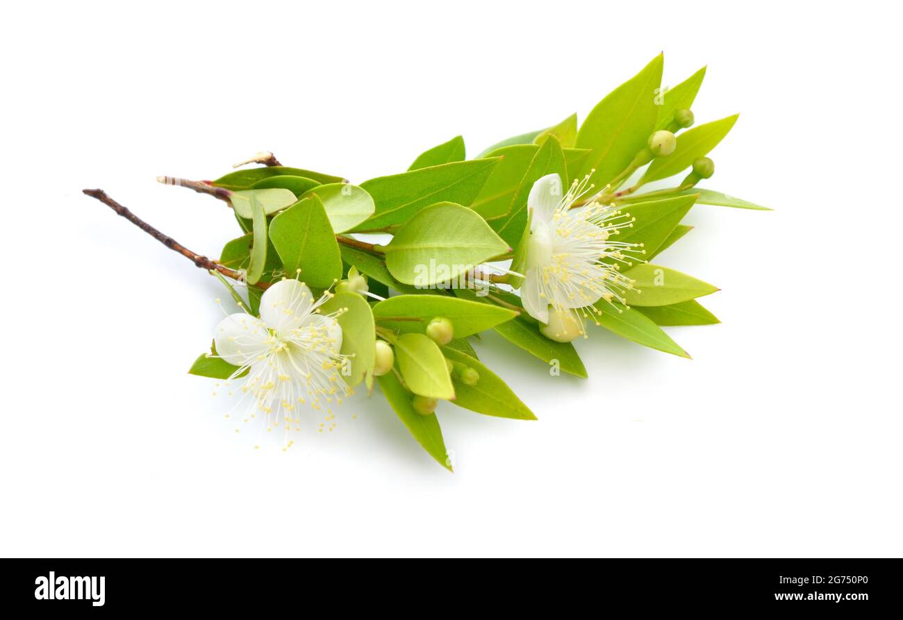 Myrtus or myrtle. Isolated on white background Stock Photo - Alamy