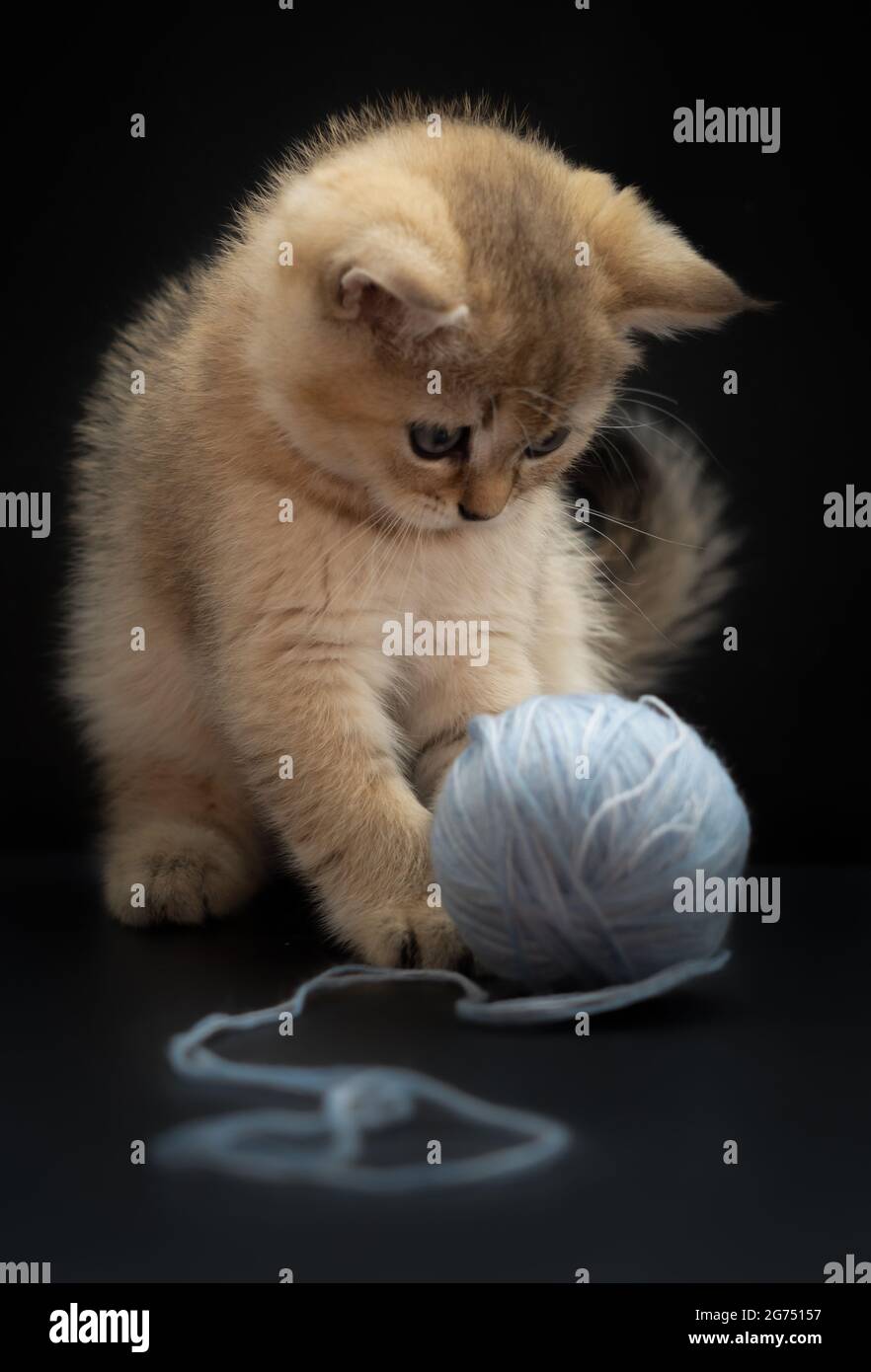 A British golden ticked kitten plays with a ball of blue threads on a ...