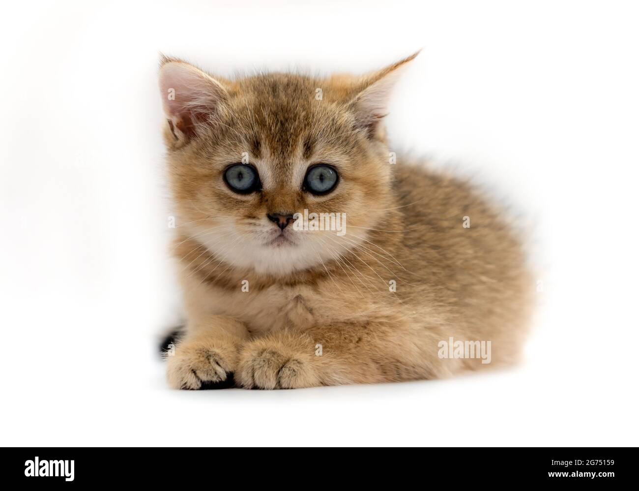 The kitten of the British breed is golden ticked on a light background ...